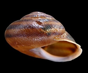 Helicidae – Malacowiki