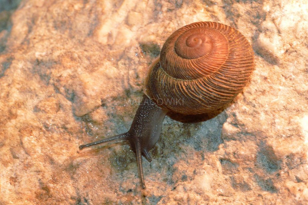 Hemicycla (Hemicycla) inutilis (Mousson, 1872) – Malacowiki