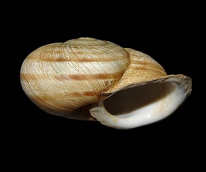 Helicidae – Malacowiki