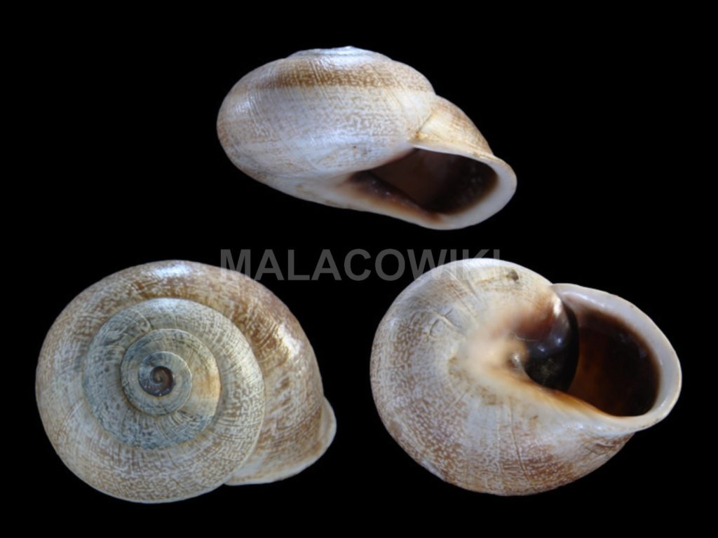 Otala punctata (O.F. Müller, 1774) – Malacowiki