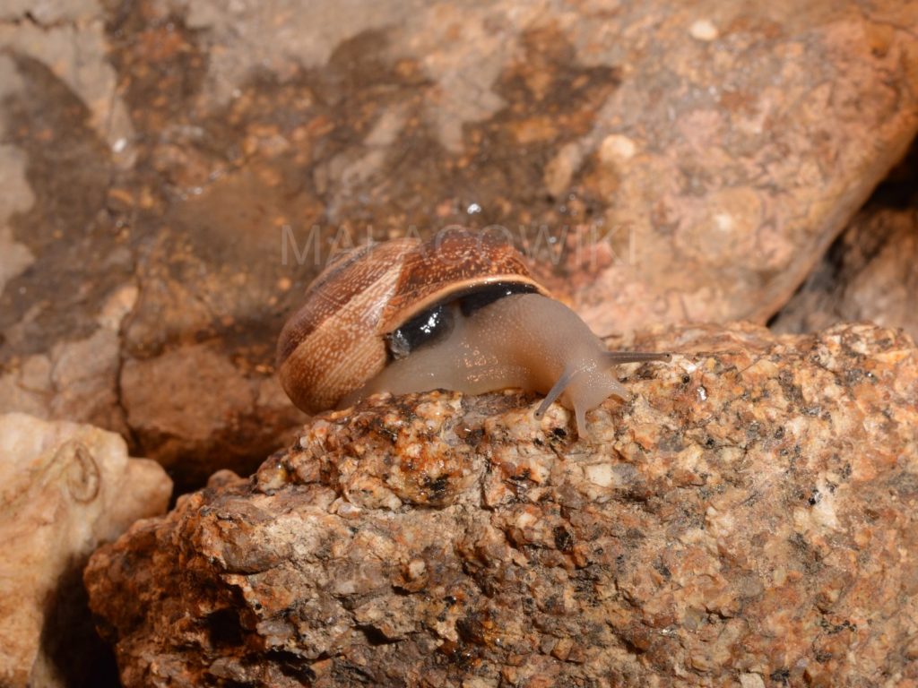 Otala punctata (O.F. Müller, 1774) – Malacowiki