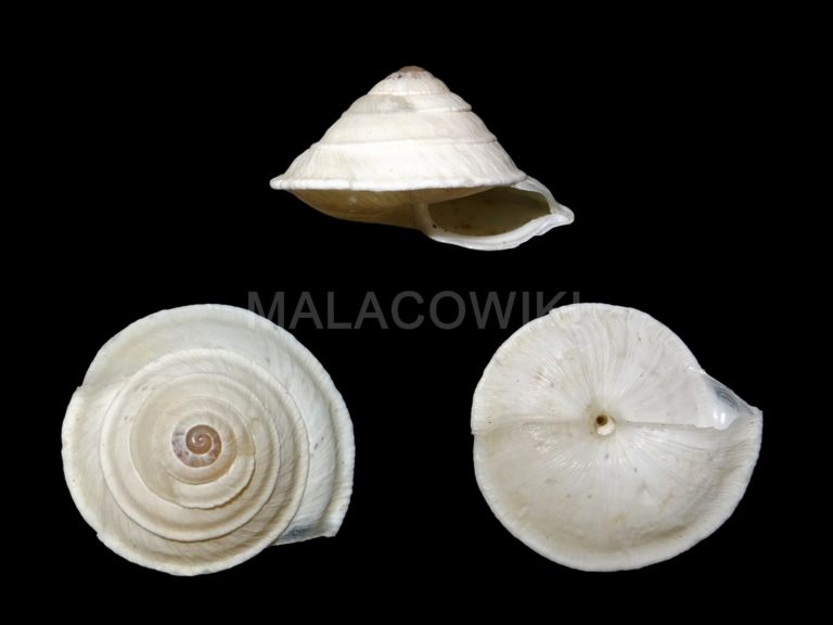 Trochoidea elegans (Gmelin, 1791) – Malacowiki